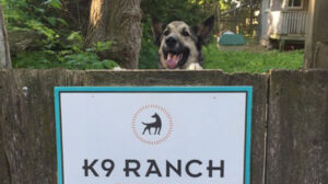 Homepage - K9 Ranch