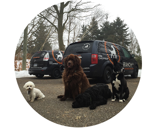 Dog Shuttle - K9 Ranch